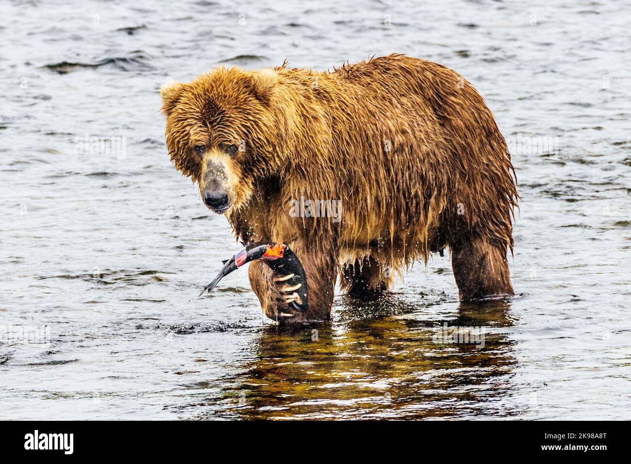 Adult Brown Bear; Ursus arctos middendorffi; fishing for spawning ...