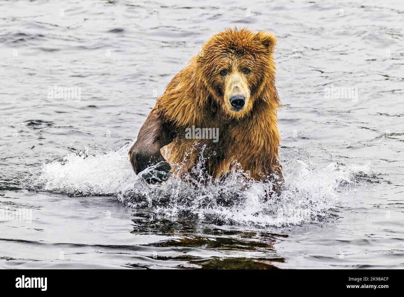 Adult Brown Bear; Ursus arctos middendorffi; fishing for spawning ...