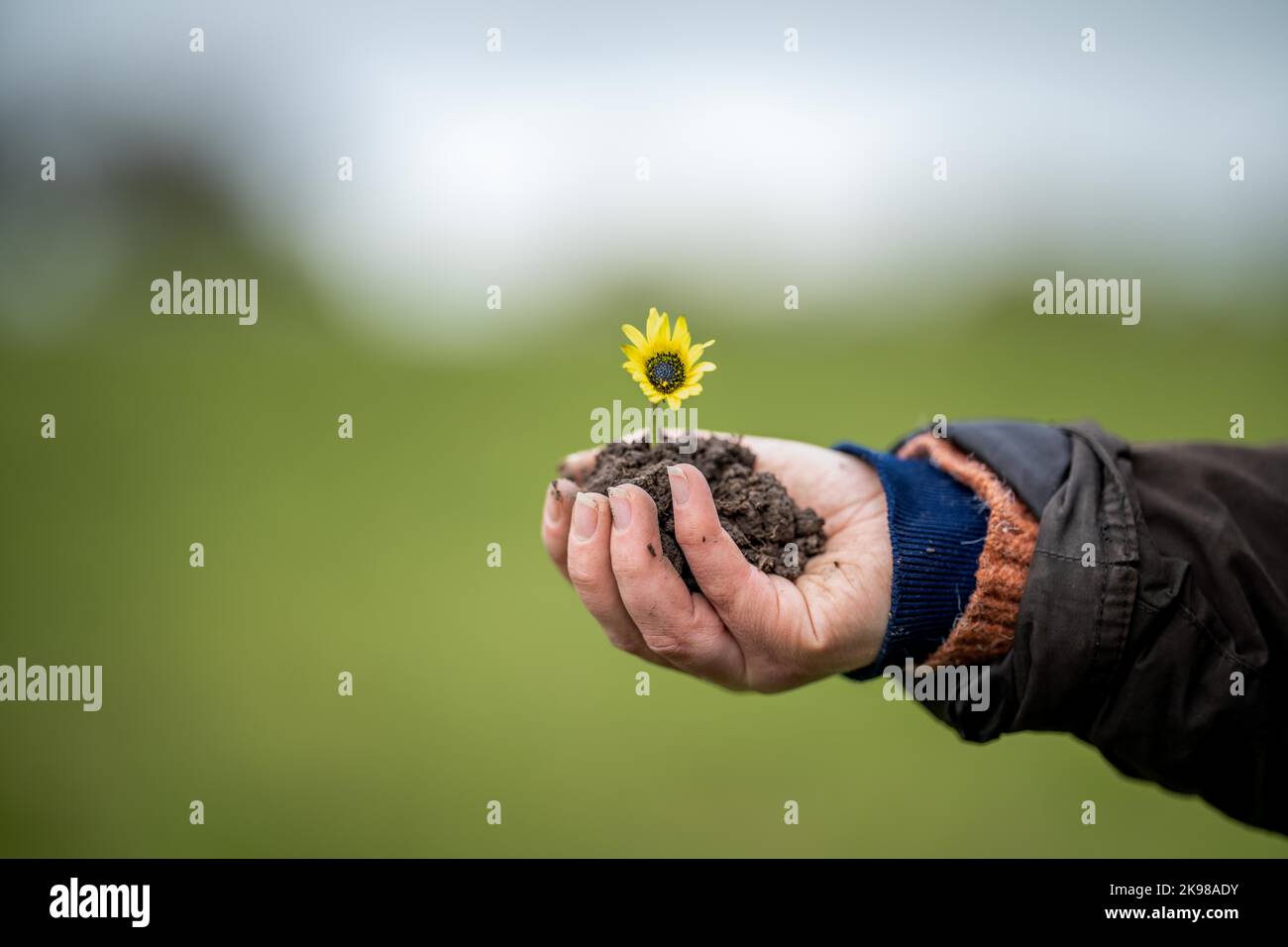 woman in agriculture looking at a soil sample. girl on a farm looking ...