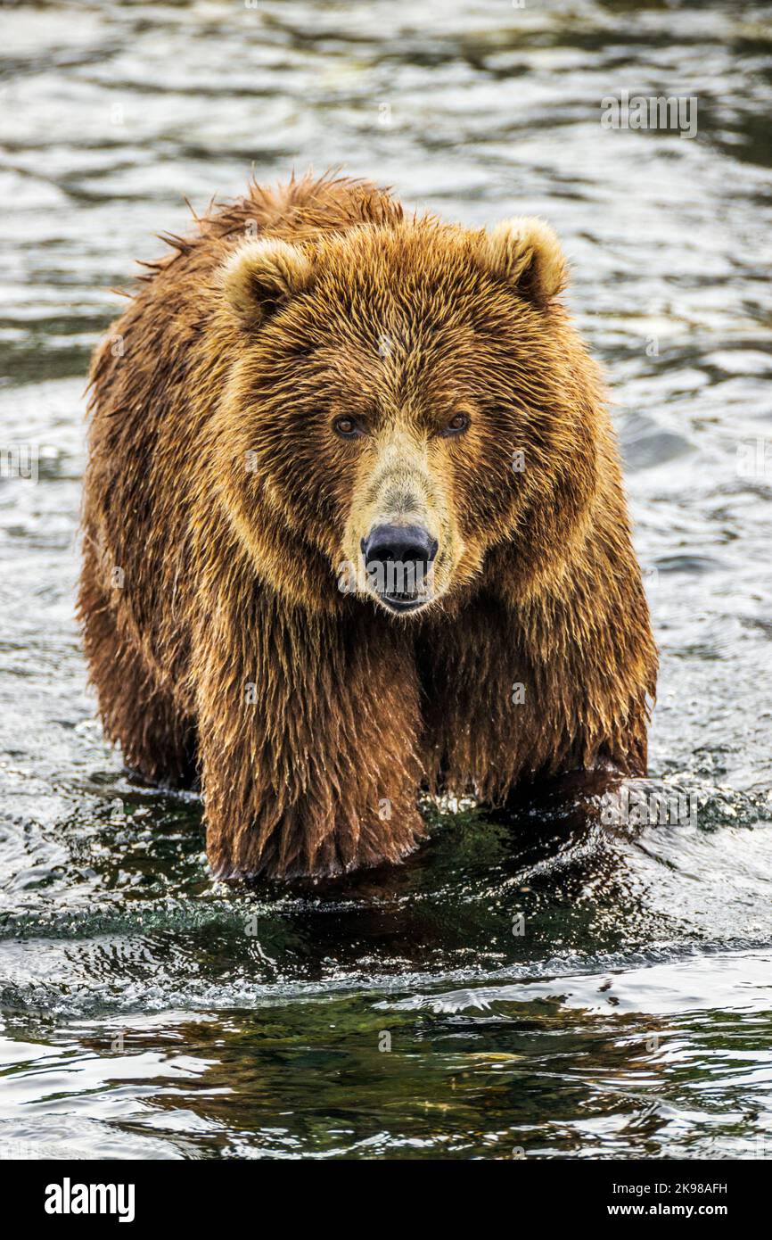 Adult Brown Bear; Ursus arctos middendorffi; fishing for spawning ...