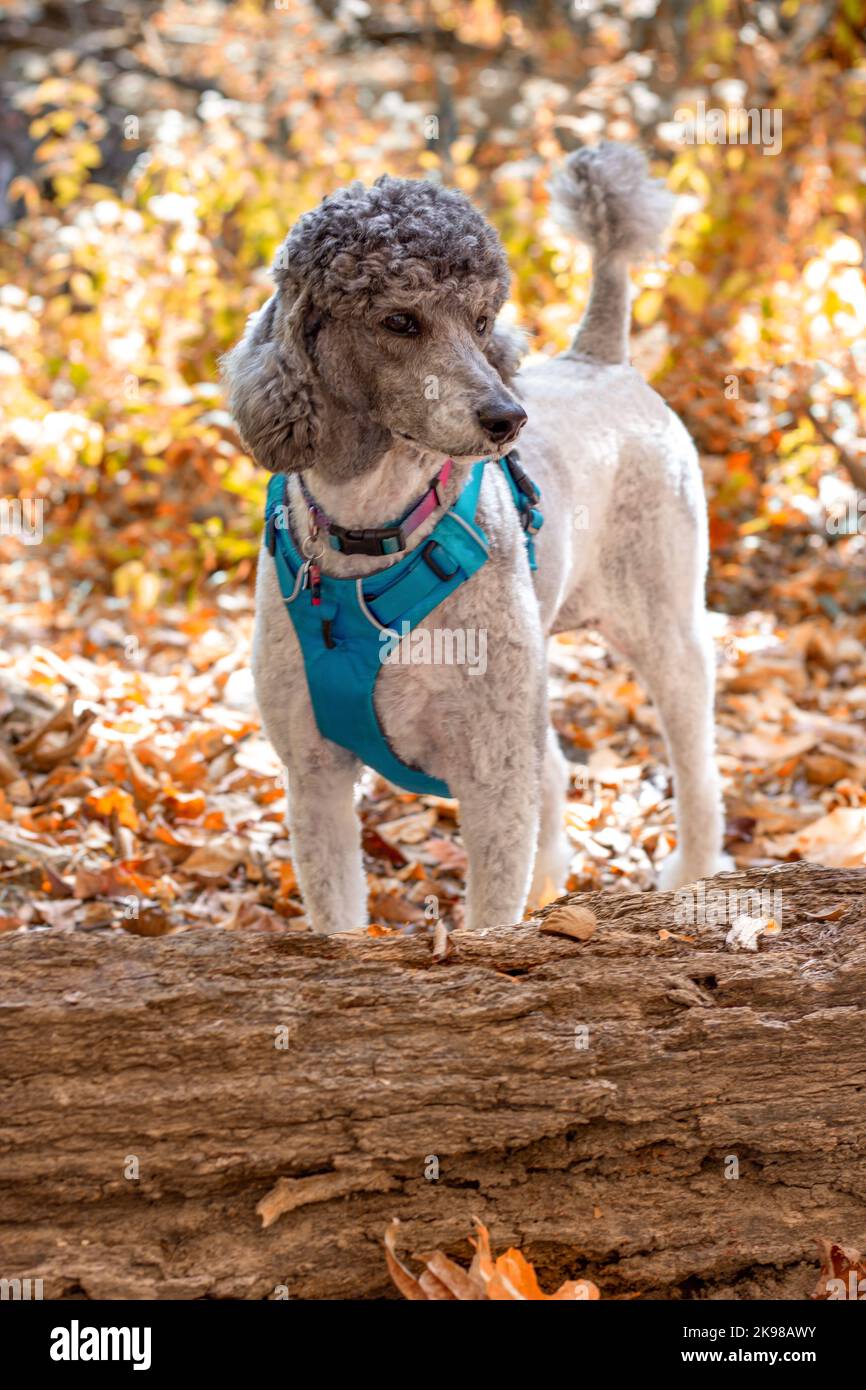 Leaves falling down in autumn hi-res stock photography and images - Alamy