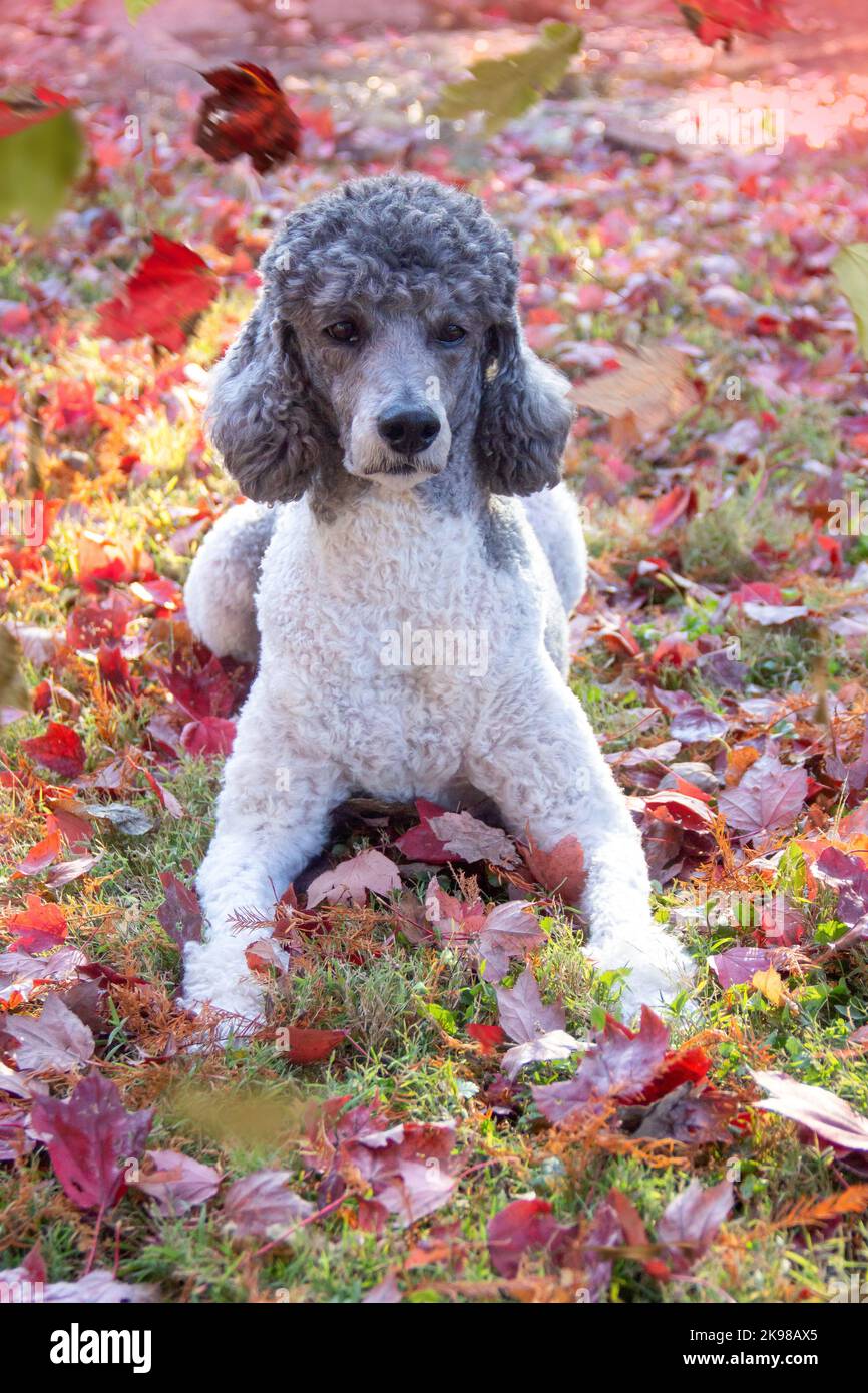 Leaves falling down in autumn hi-res stock photography and images - Alamy
