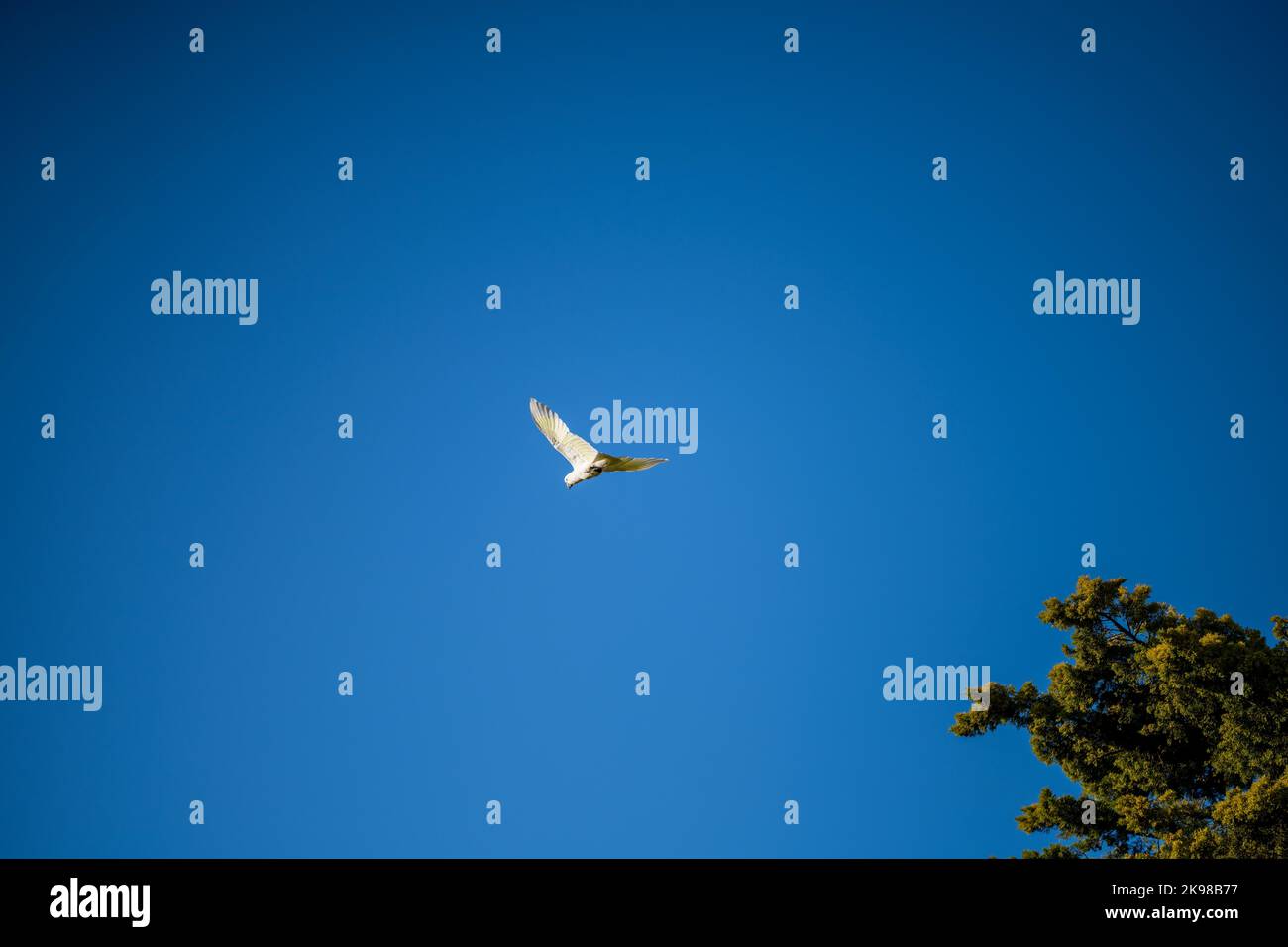 Sulphur crested cockatoos in tree hi-res stock photography and images ...