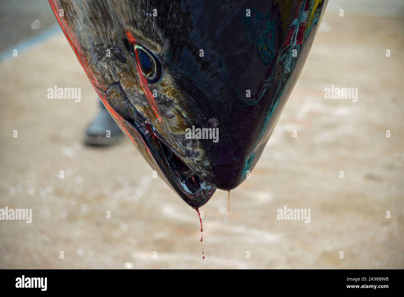 Atlantic bluefin tuna skeleton hi-res stock photography and images - Alamy