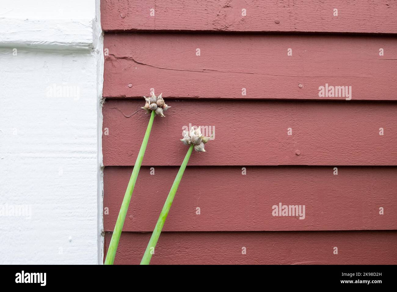 Two raw Egyptian onions growing on a long vibrant green stalk. The ...