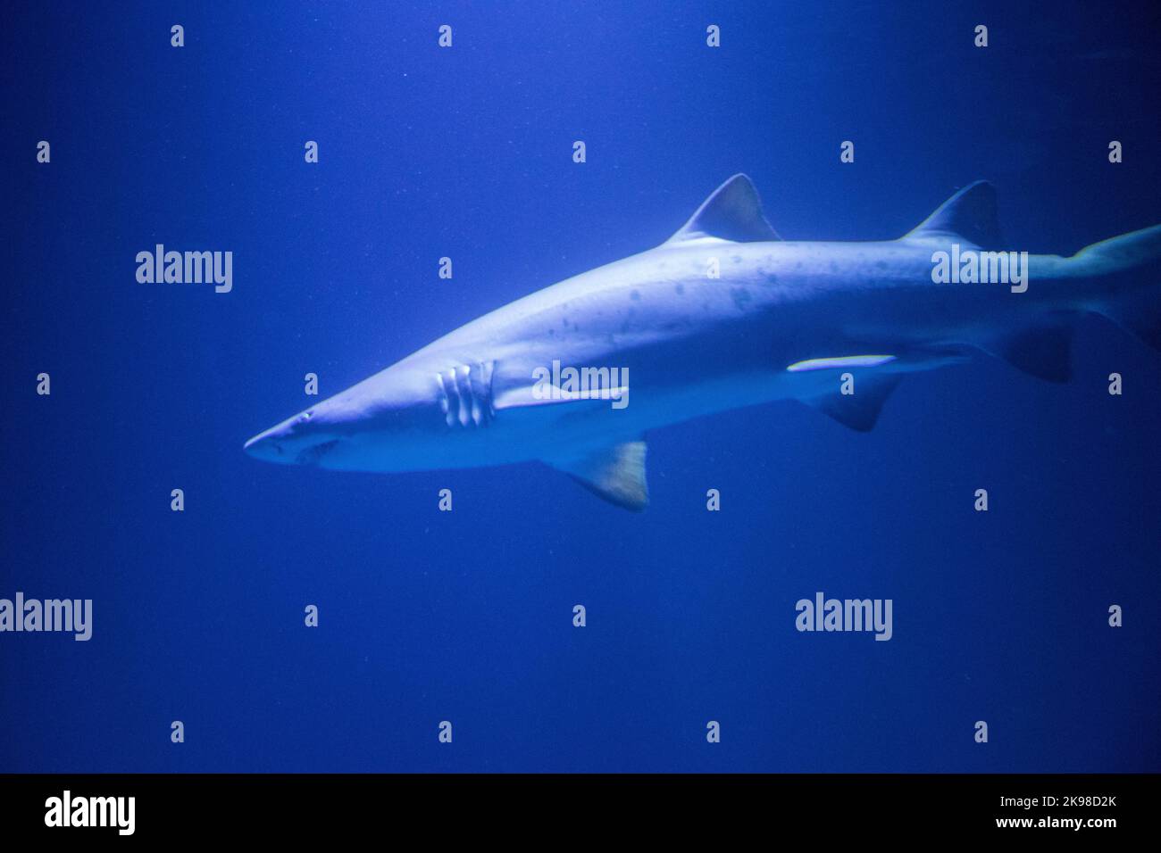sand tiger shark (Carcharias taurus) in the water Stock Photo - Alamy