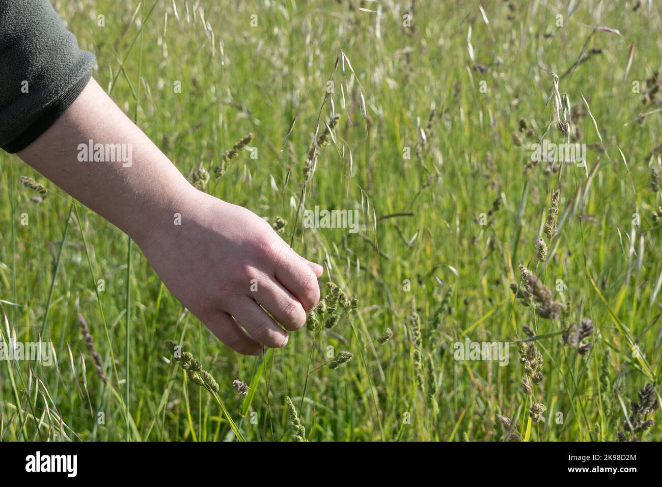 Boy touching the tall grass in the field at the golden hour Stock Photo ...