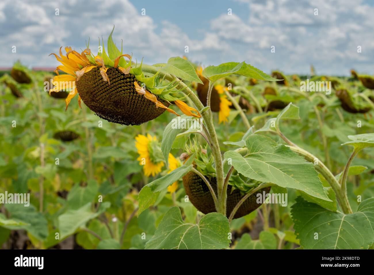 A cluster of vibrant yellow sunflowers blooming high on a stalk with ...