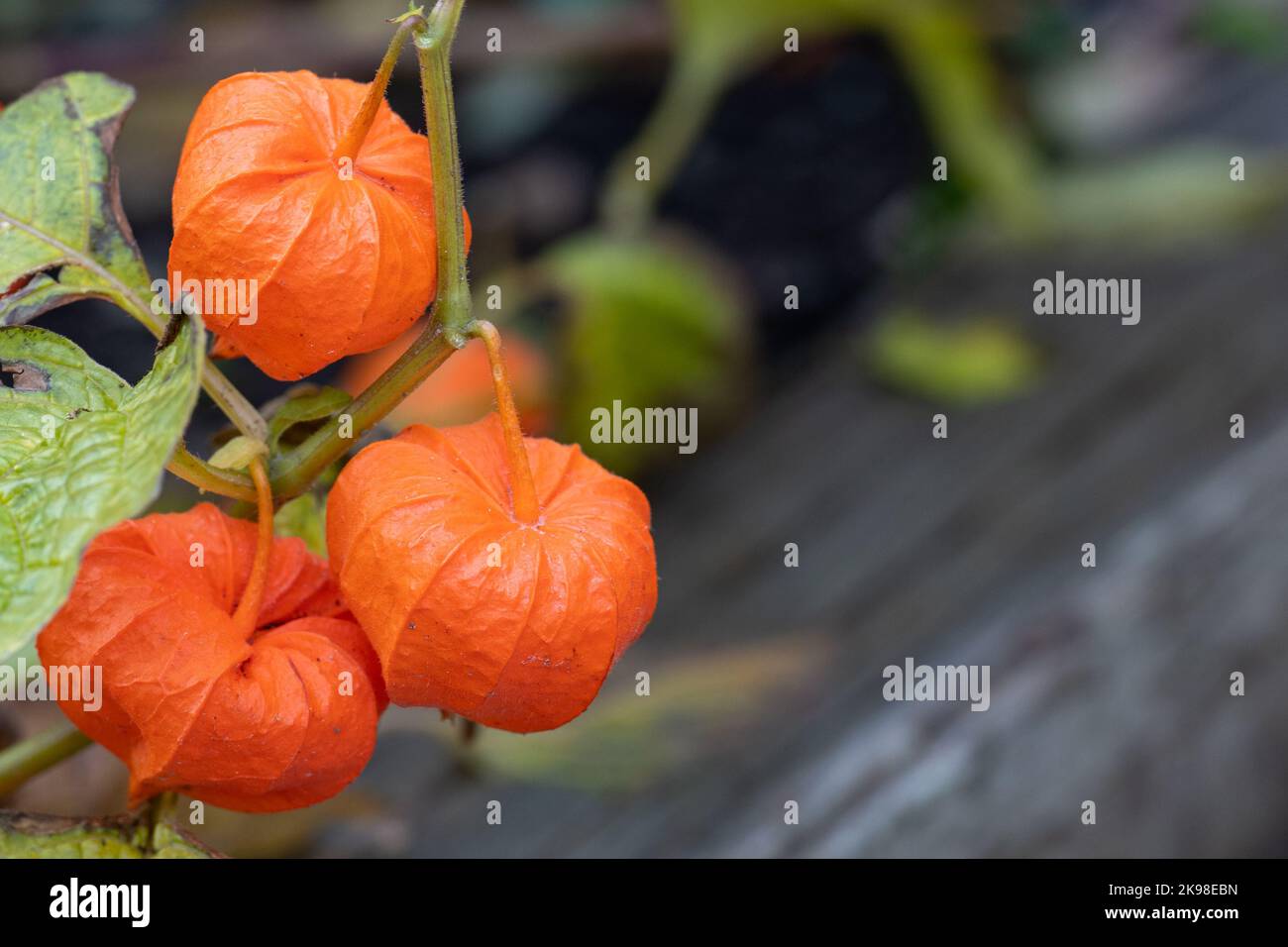 A close-up of Chinese lantern flowers known as bladder cherry flowers ...