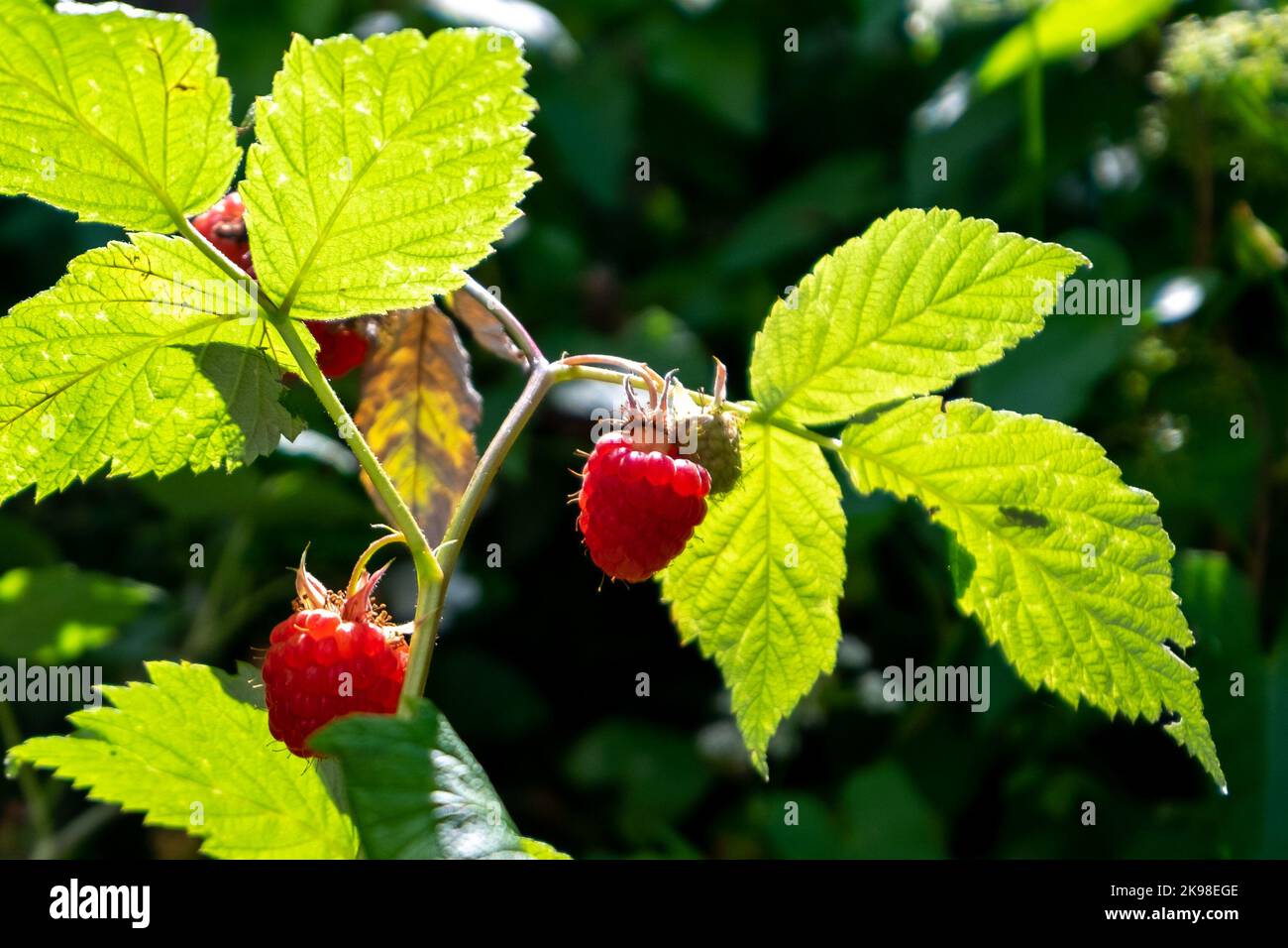 Deep red color hi-res stock photography and images - Alamy
