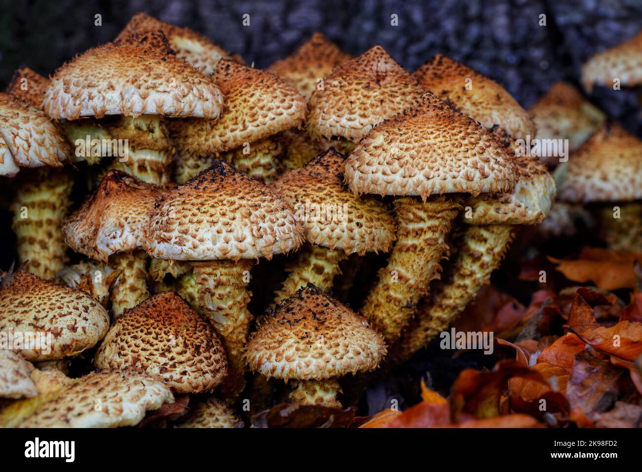 The striking wild fungus Pholiota squarrosa, or the Shaggy Scalycap growing at the base of the ...
