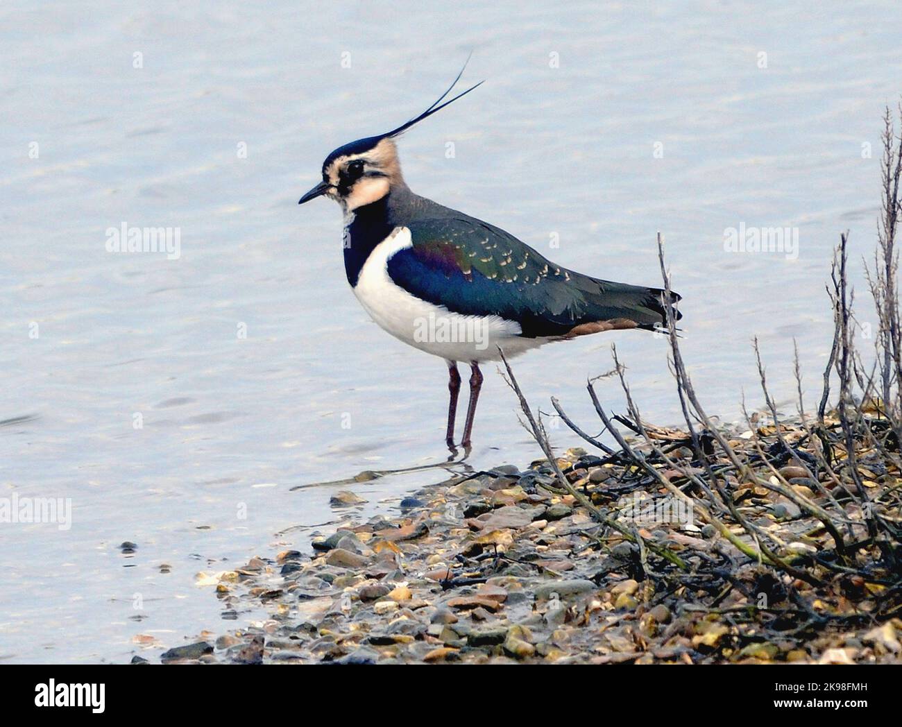 Lapwing, Titchfield Haven Pic Mike Walker, Mike Walker Pictures,2015 ...