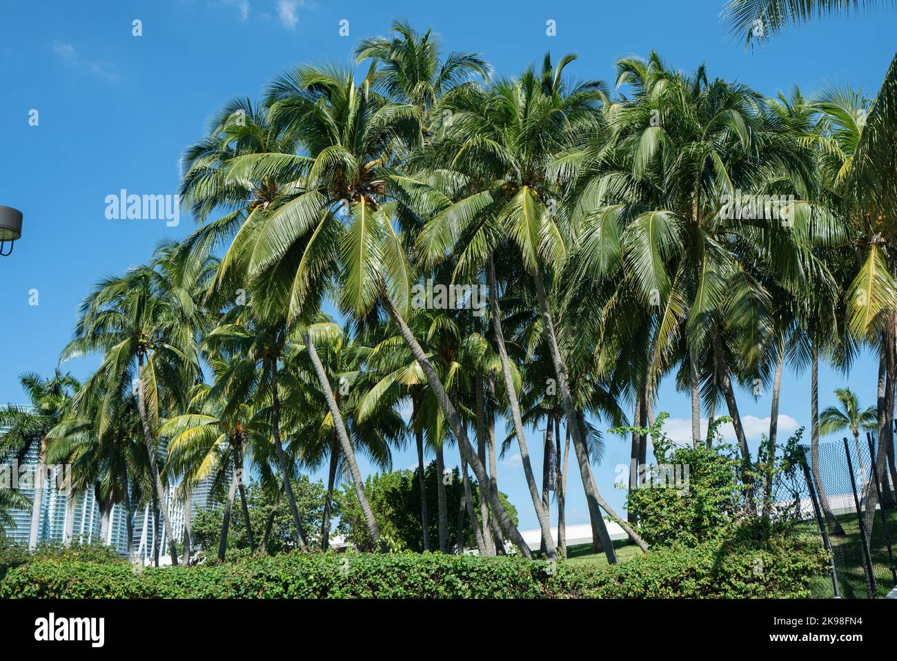 Palm tree at Bayfront park Stock Photo - Alamy