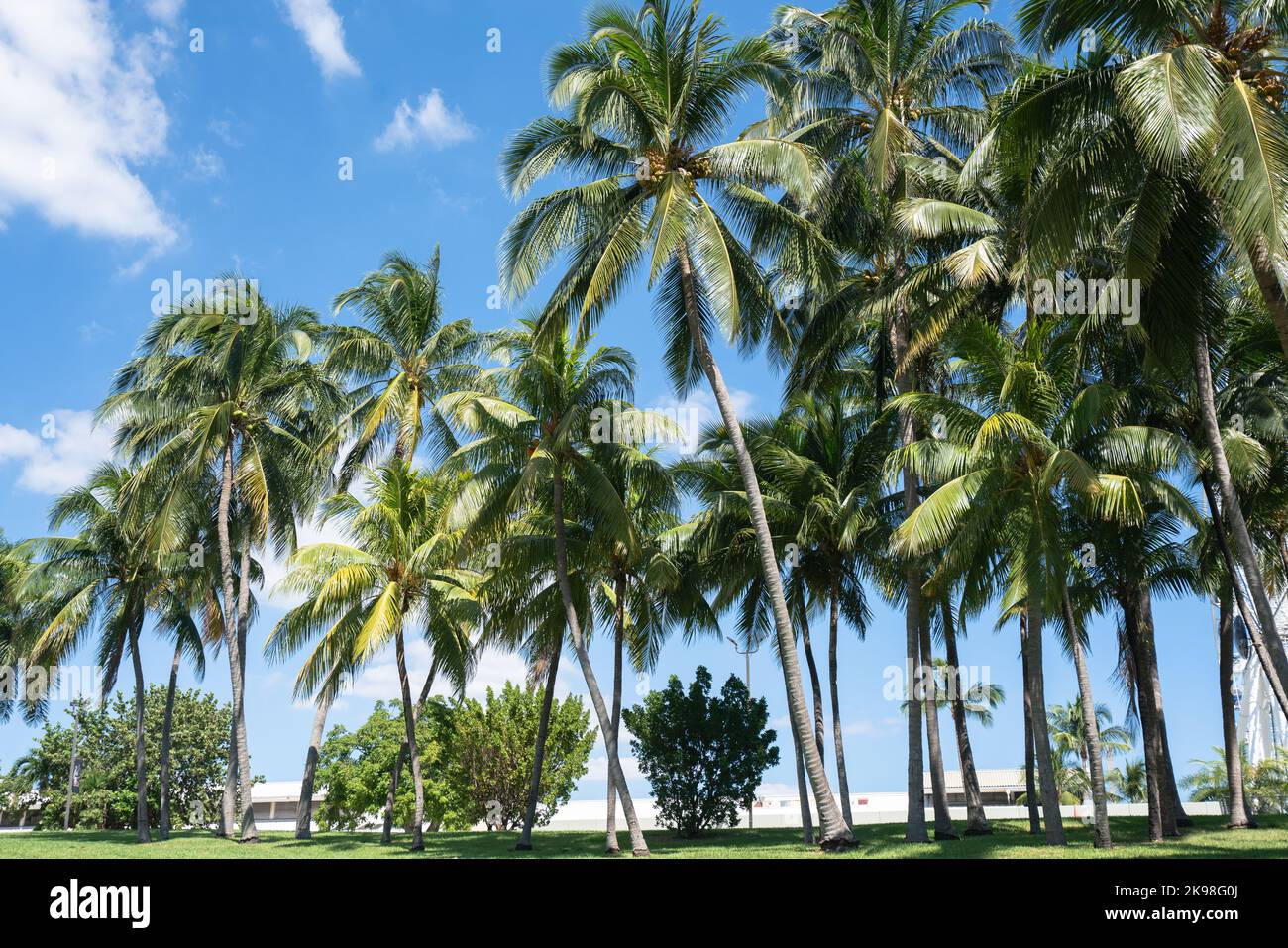 Green screen palm tree hi-res stock photography and images - Alamy