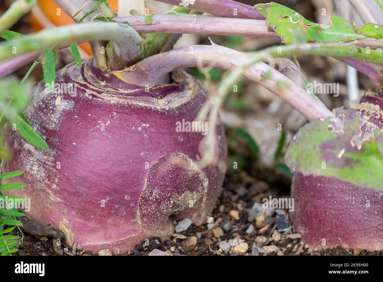 A large round organic purple colored turnip or rutabaga root vegetable ...
