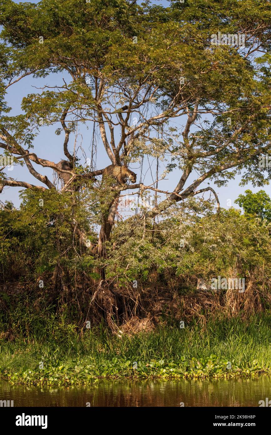 Jaguar hunting high up in a tree poised to jump Stock Photo - Alamy