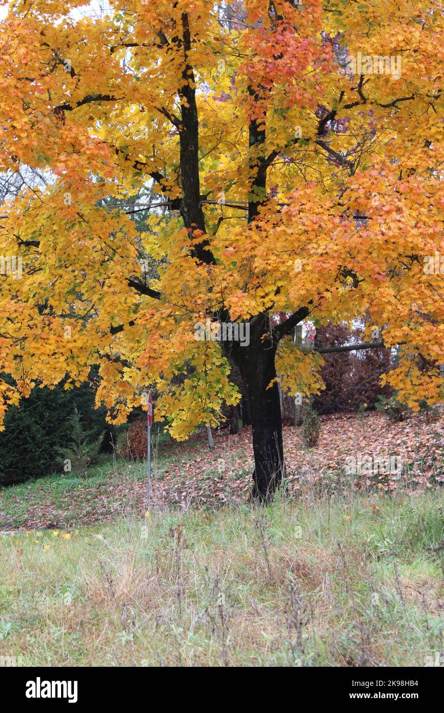 Golden Fall Foliage on a Norway Maple Tree in Autumn Stock Photo - Alamy