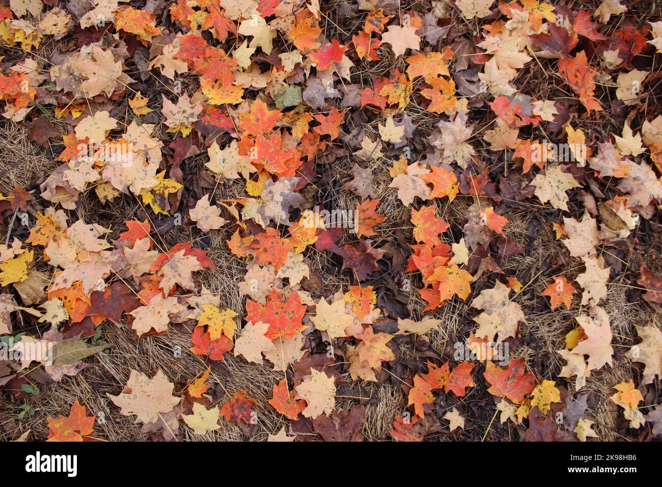Sugar maple forest hi-res stock photography and images - Alamy