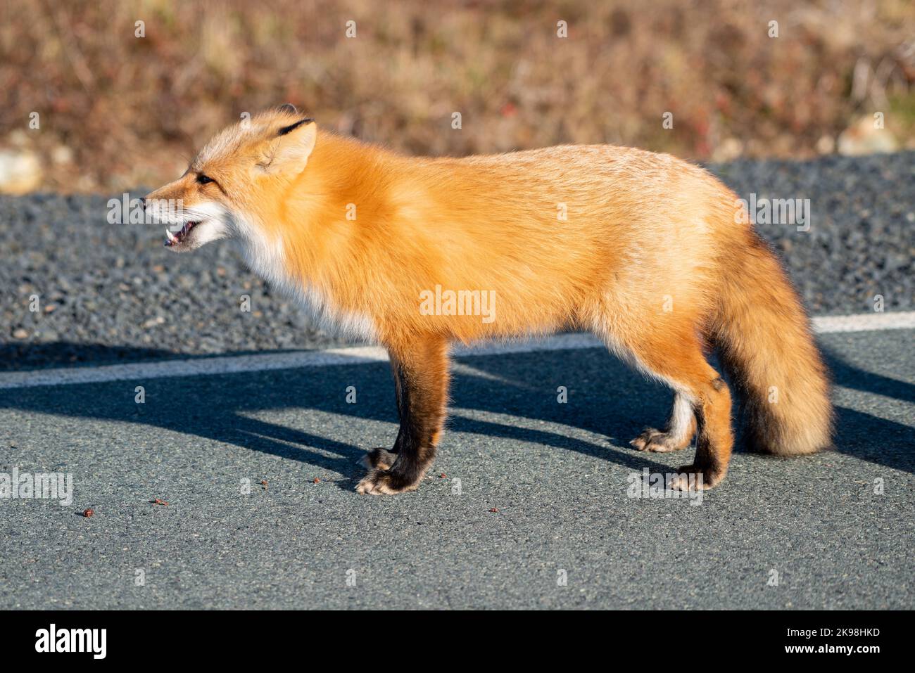 A cute young wild true red fox, Vulpes Vulpes, stands attentively on ...