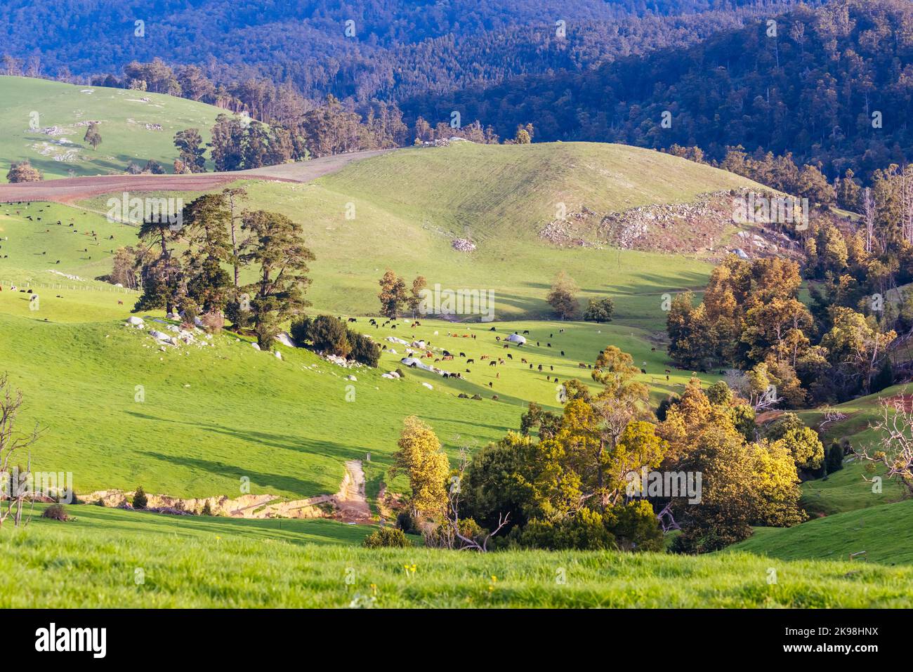 Landscape near Derby in Tasmania Australia Stock Photo - Alamy