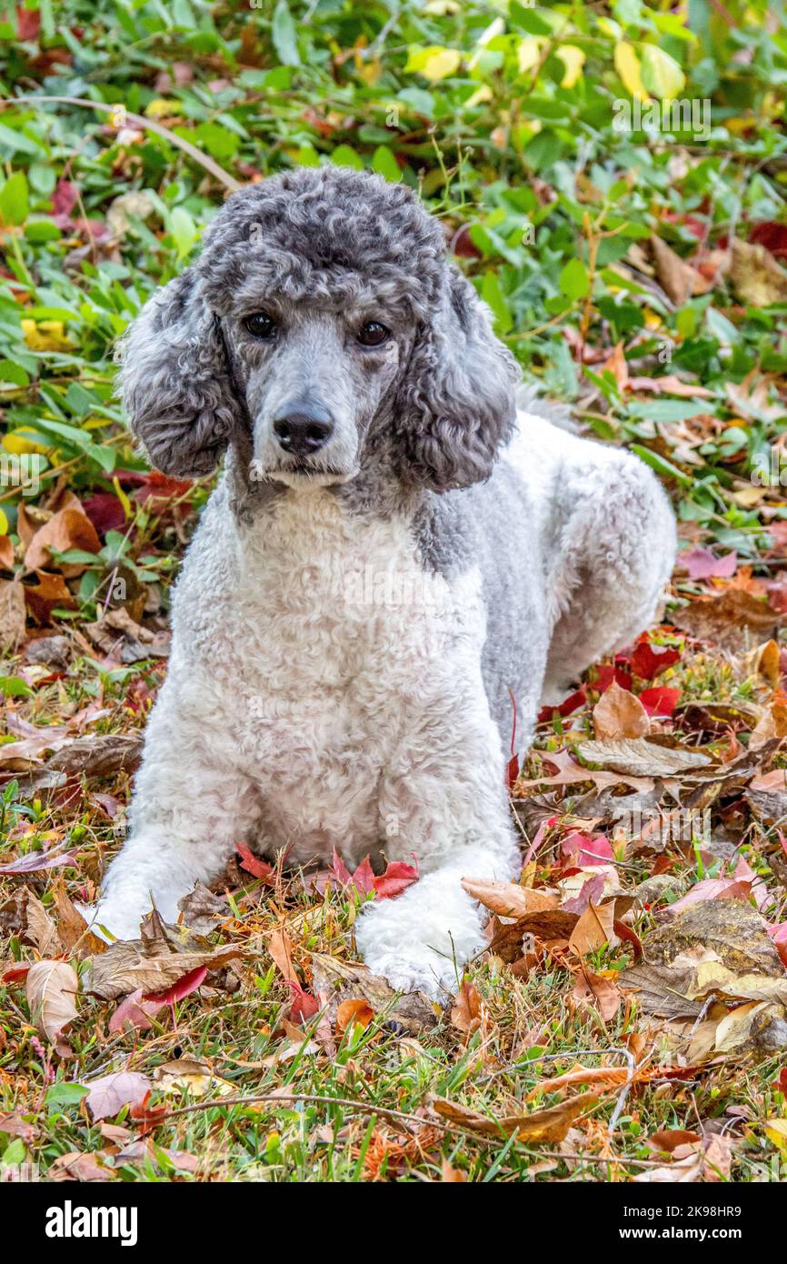 Pretty poodle hi-res stock photography and images - Alamy