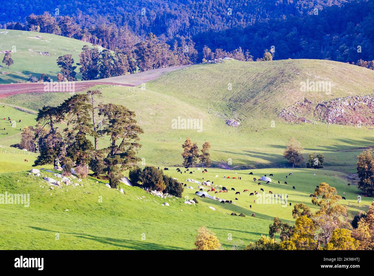 Landscape near Derby in Tasmania Australia Stock Photo - Alamy