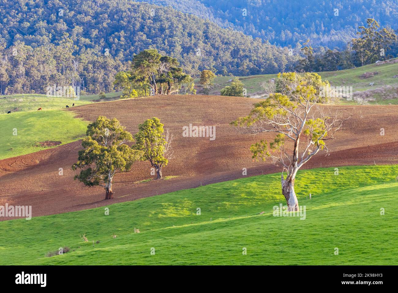 Landscape near Derby in Tasmania Australia Stock Photo - Alamy