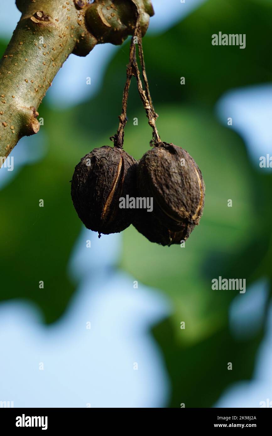 The fruit of Jatropha curcas fruits. Indonesian use the latex to stop ...