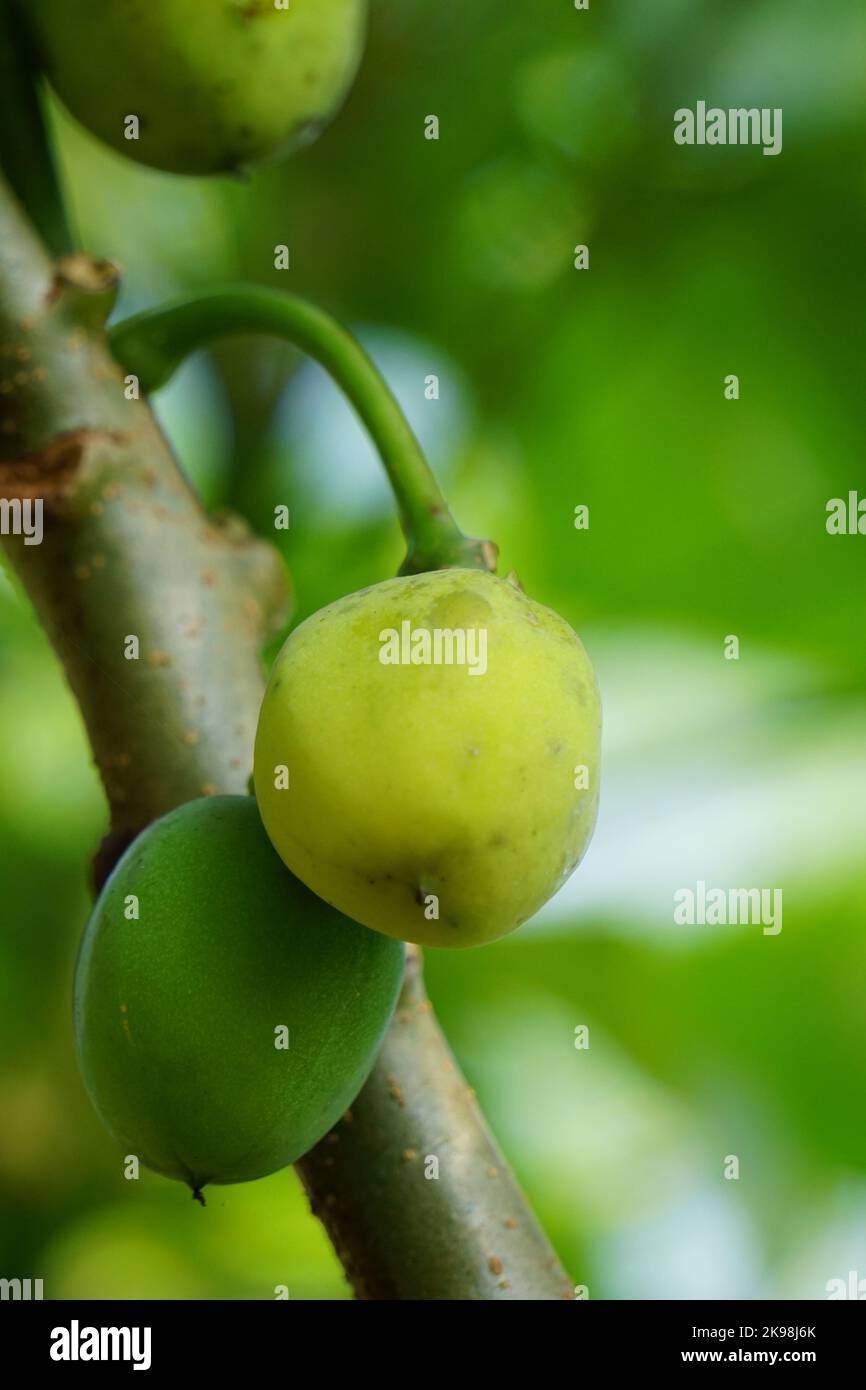 The fruit of Jatropha curcas fruits. Indonesian use the latex to stop ...