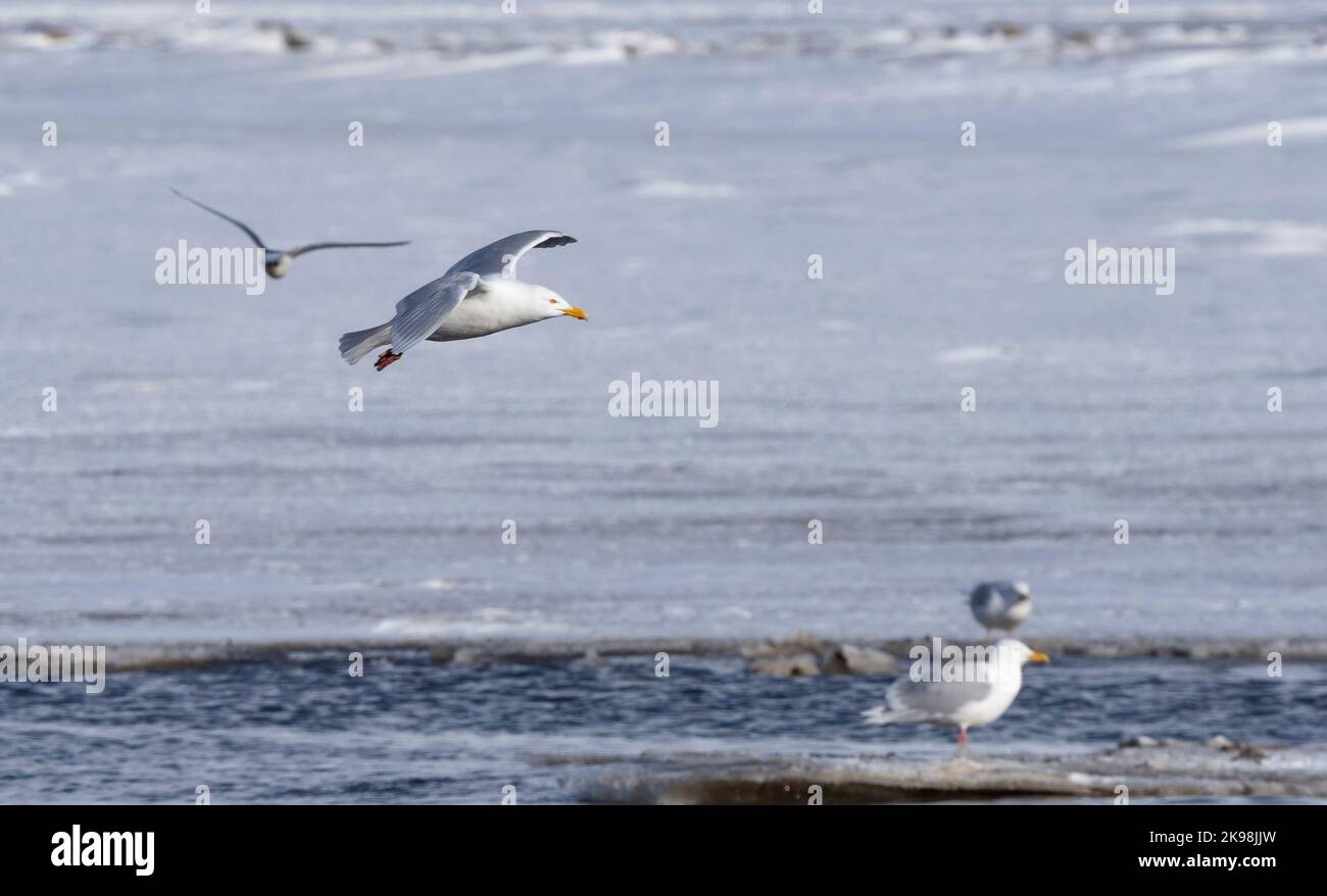 Glaucous Gull (Larus hyperboreus) in flight with snow and ice in ...