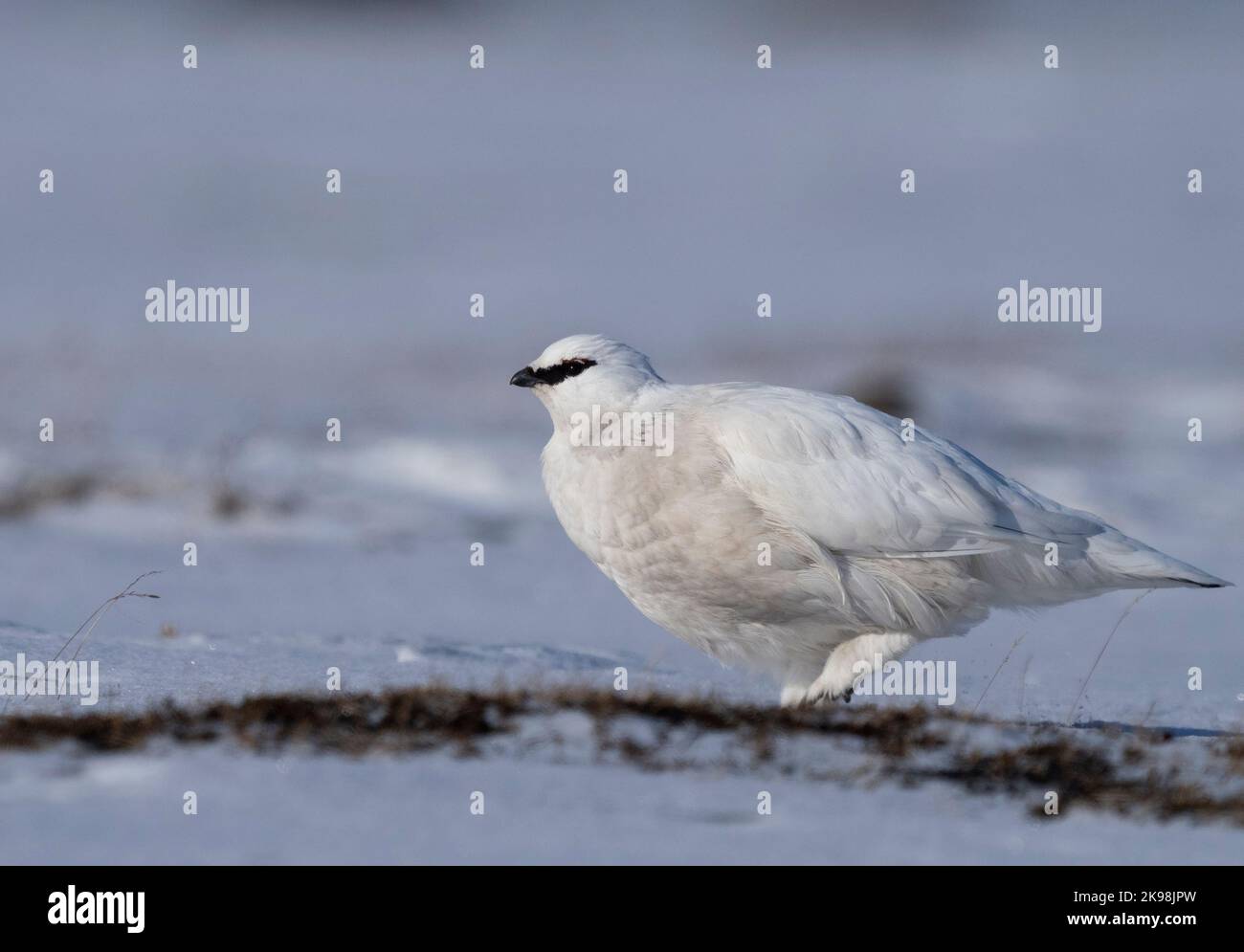 Willow Ptarmigan (Lagopus lagopus Stock Photo - Alamy