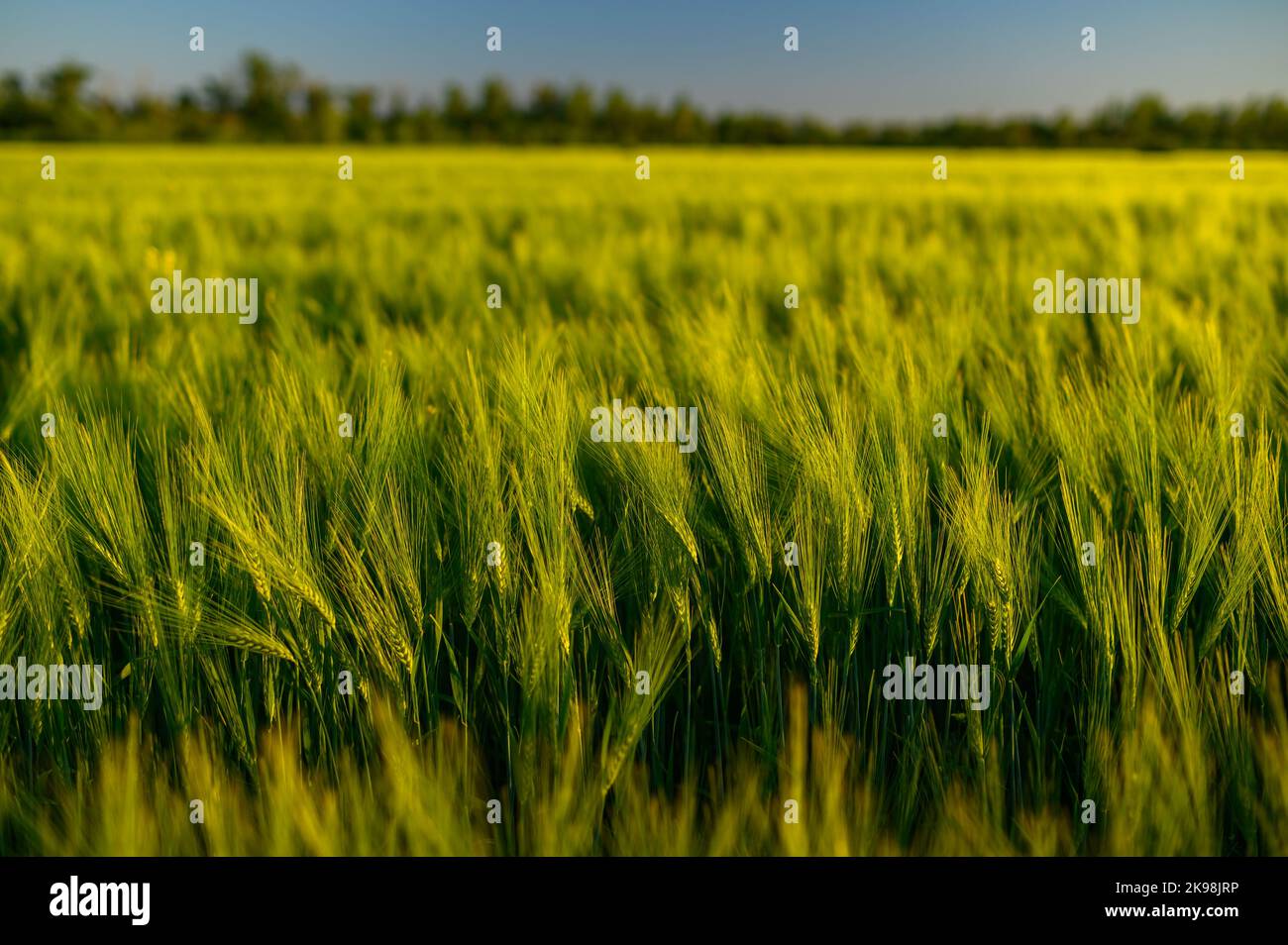 Beautiful green field of fresh barley cereals. Background Stock Photo ...