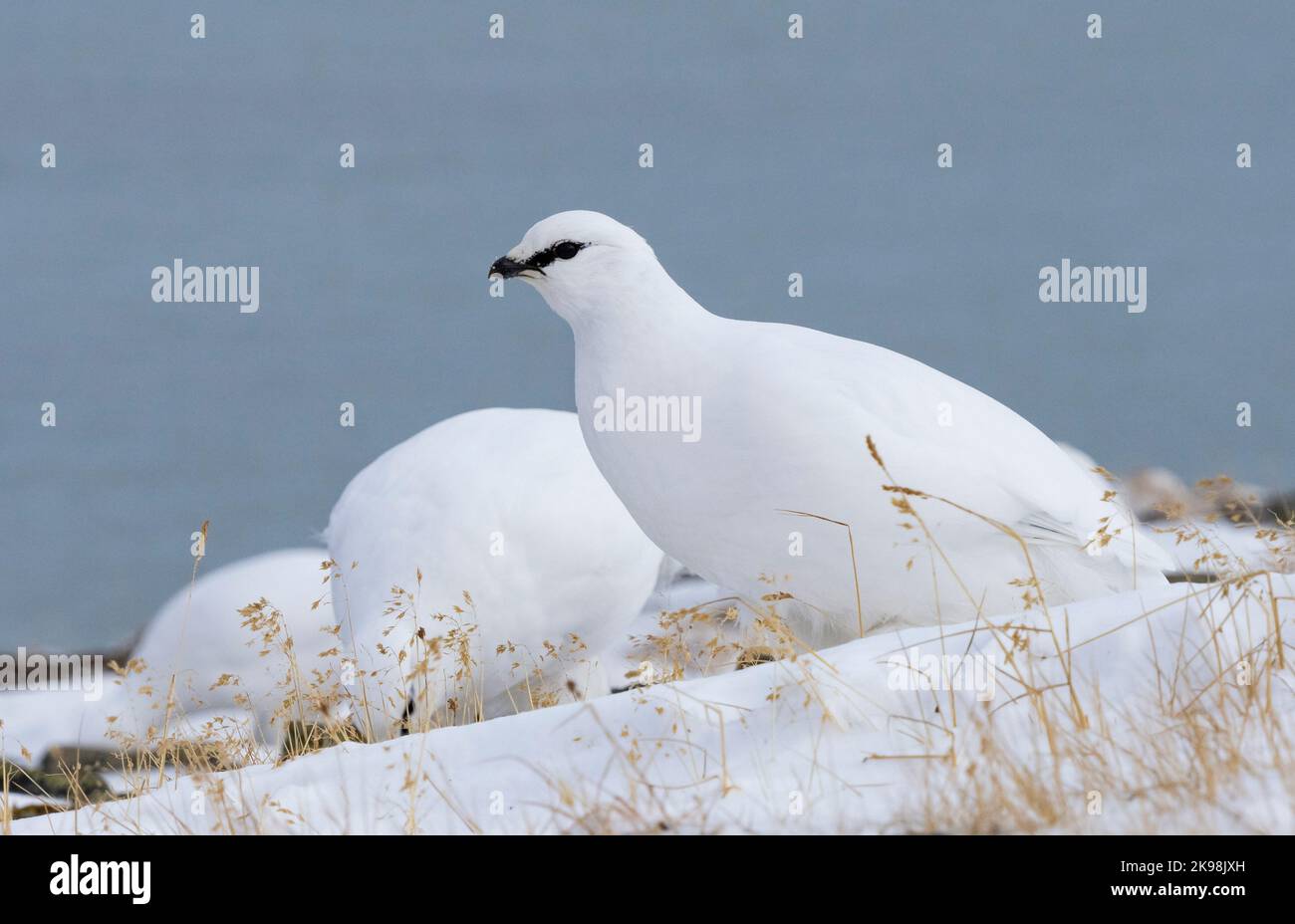 Willow Ptarmigan (Lagopus lagopus Stock Photo - Alamy