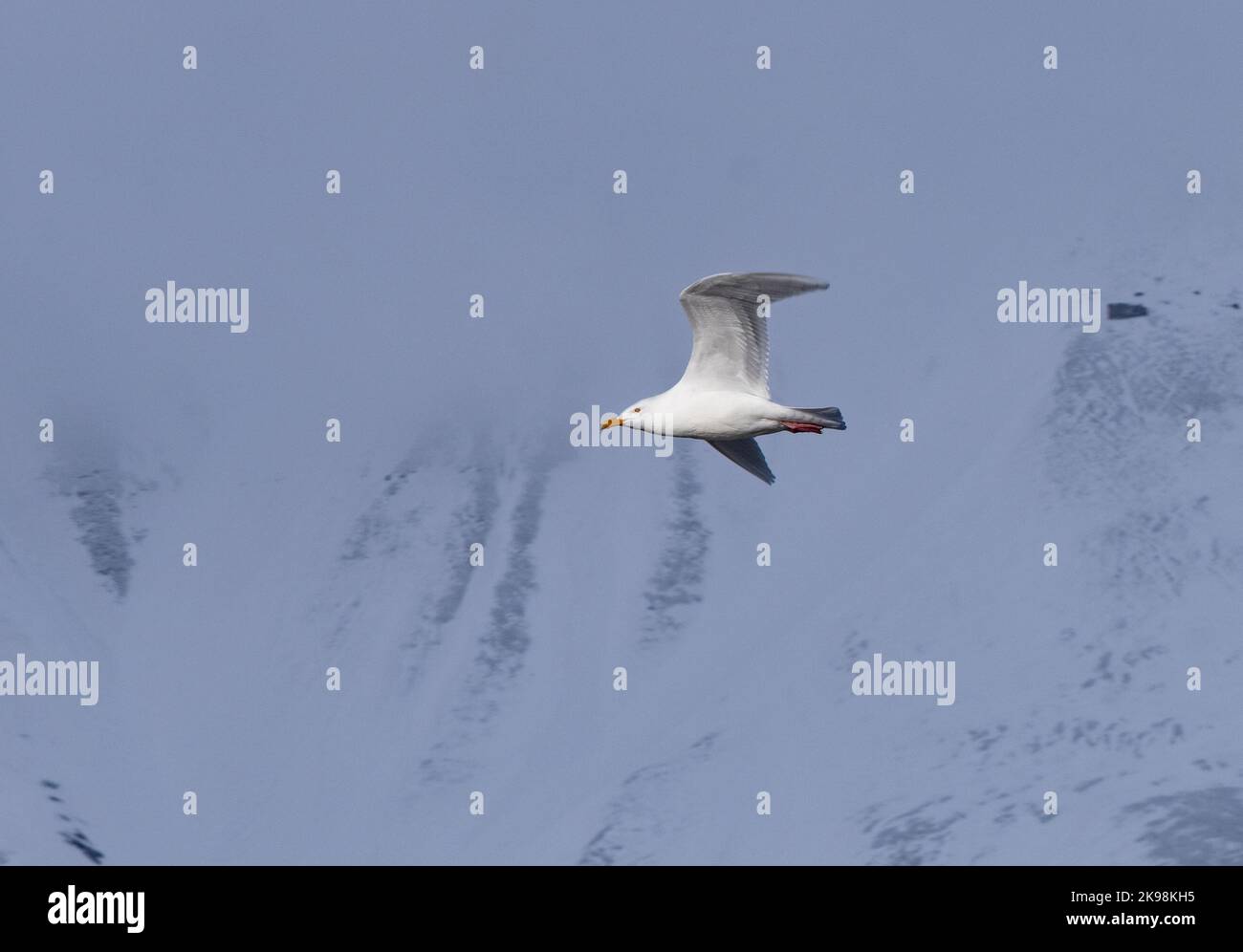 Glaucous Gull (Larus hyperboreus) in flight with snow and ice in ...