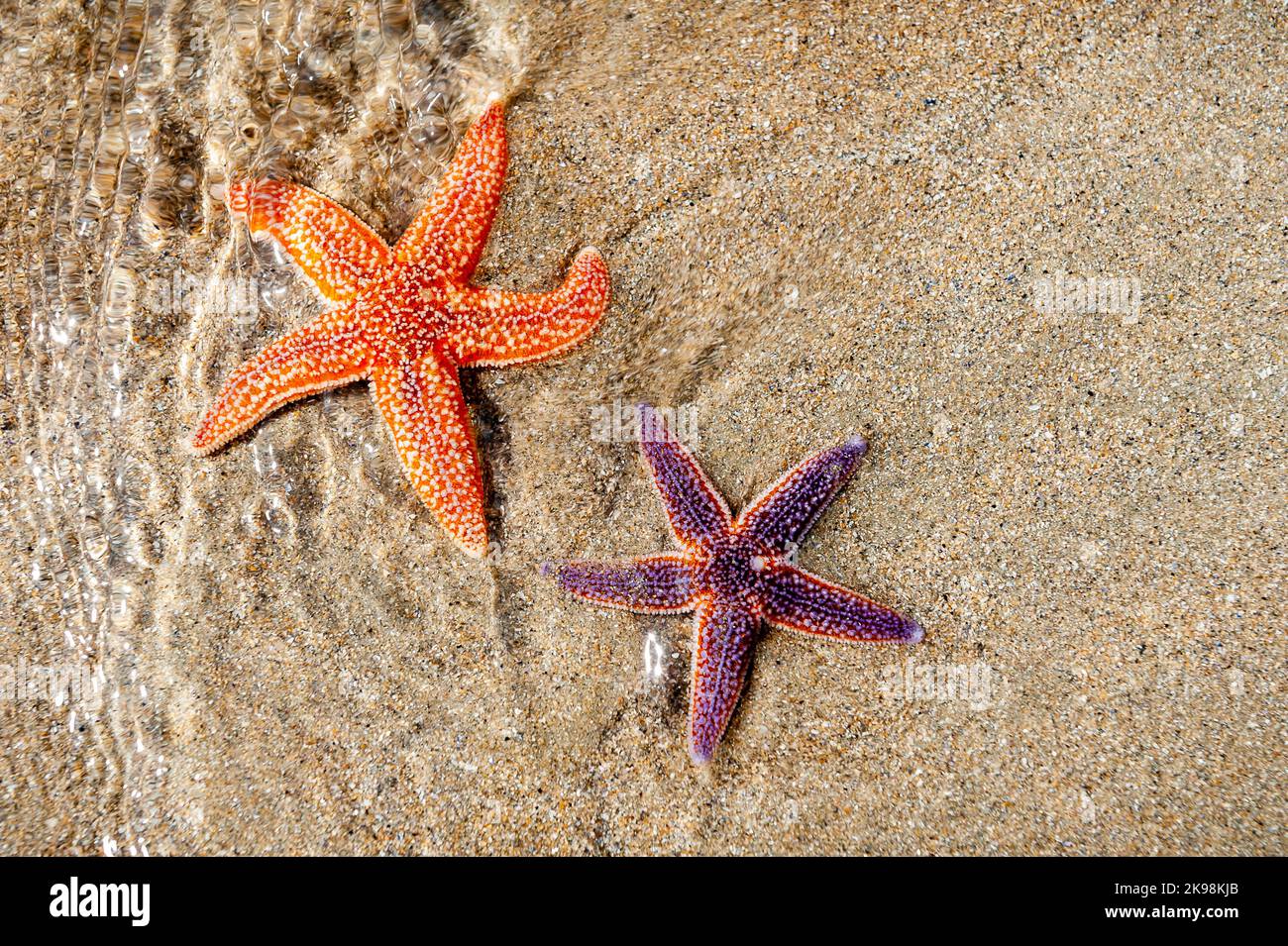 Two starfish in the shallow water France Stock Photo - Alamy