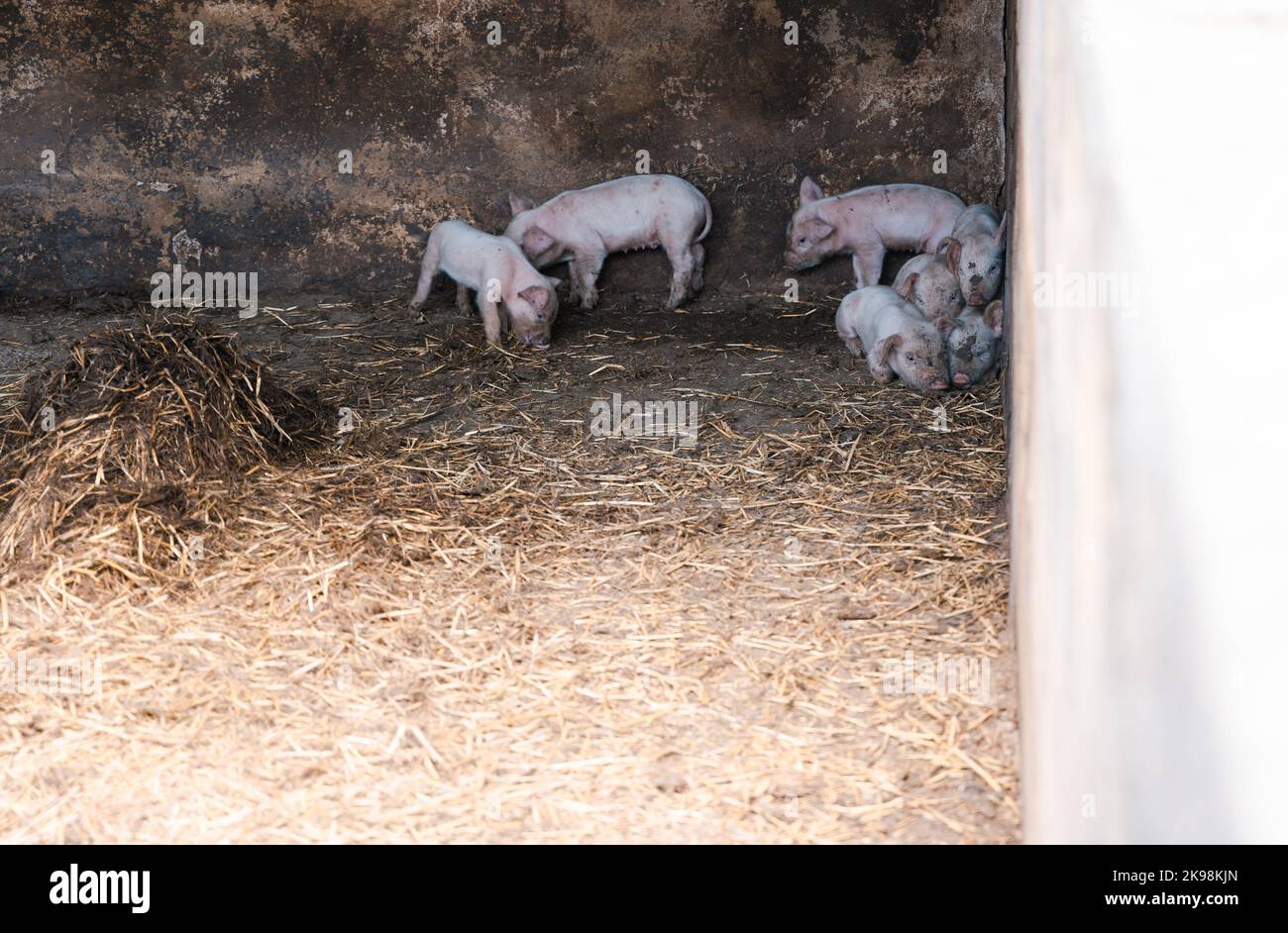 Freshly born baby pigs at a farm Stock Photo - Alamy