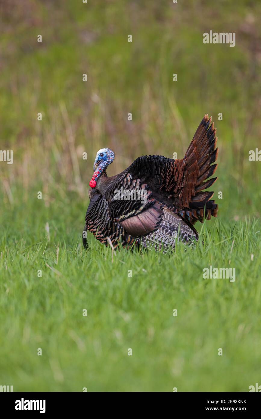 Wild turkey fanning hi-res stock photography and images - Alamy