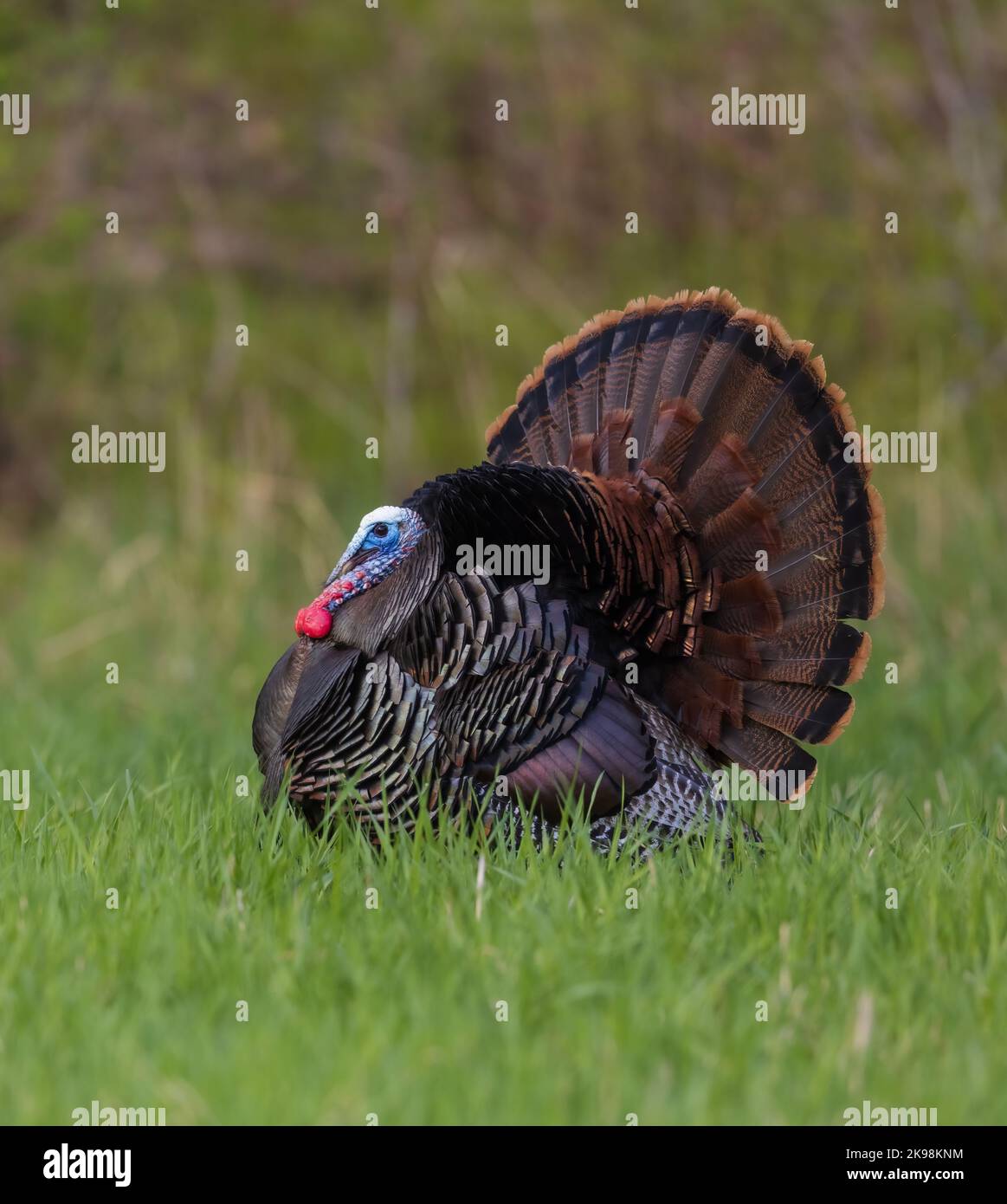 Purple and green turkey tail hi-res stock photography and images - Alamy