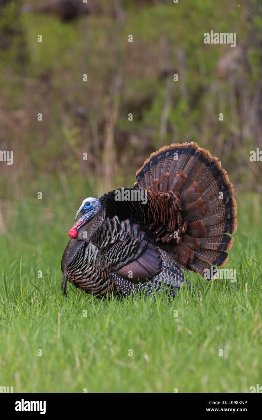 Tom turkey in northern Wisconsin Stock Photo - Alamy