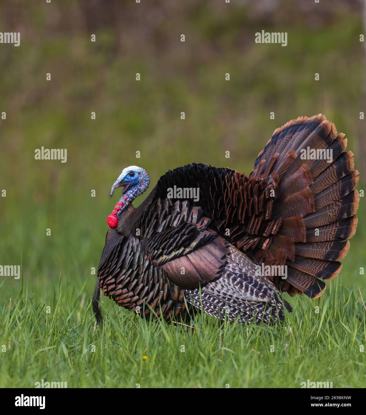 Purple turkey tail hi-res stock photography and images - Alamy