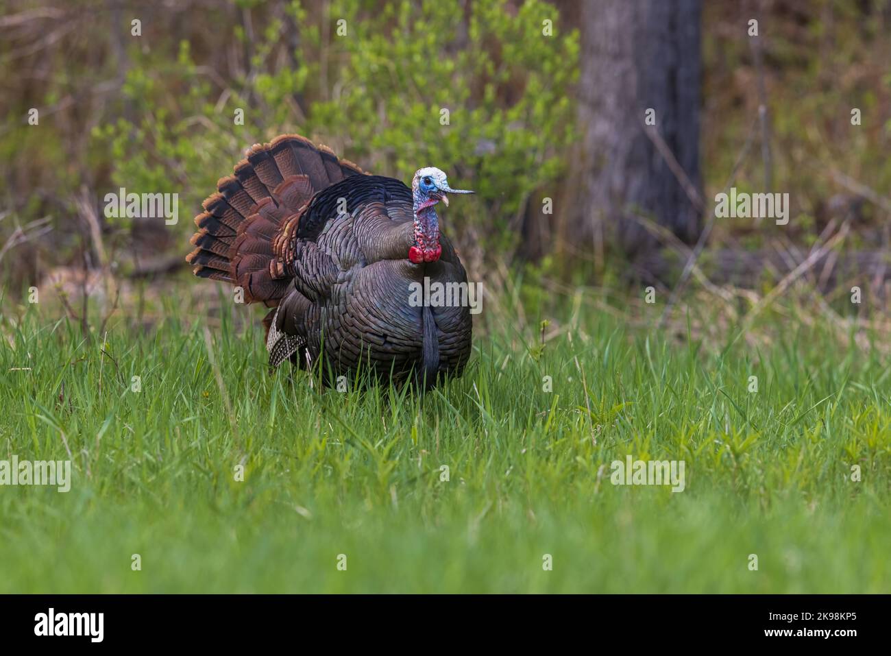 Male turkey snood hi-res stock photography and images - Alamy