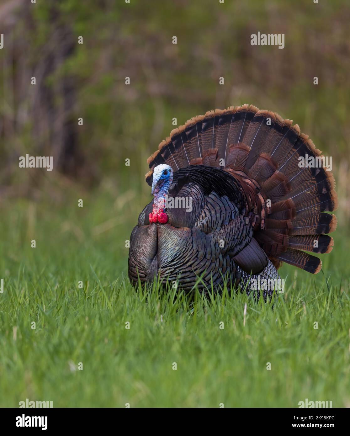 Purple and green turkey tail hi-res stock photography and images - Alamy