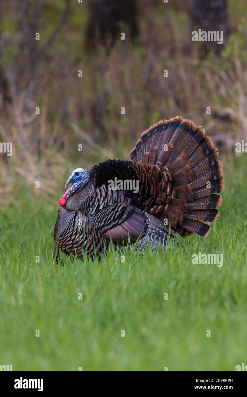 Purple and green turkey tail hi-res stock photography and images - Alamy