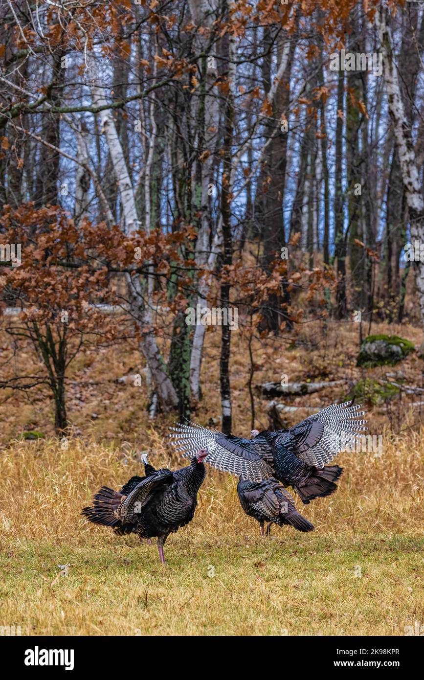 Raft of turkeys hi-res stock photography and images - Alamy