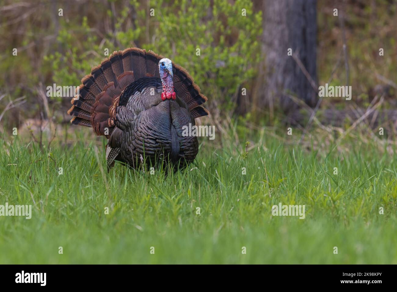 Purple turkey tail hi-res stock photography and images - Alamy