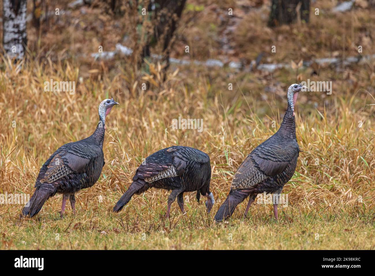 Tom turkeys on a rainy fall day in northern Wisconsin Stock Photo - Alamy