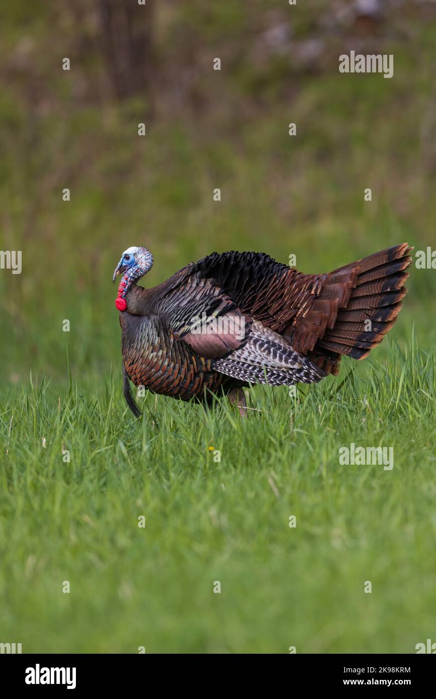 Tom turkey in northern Wisconsin Stock Photo - Alamy