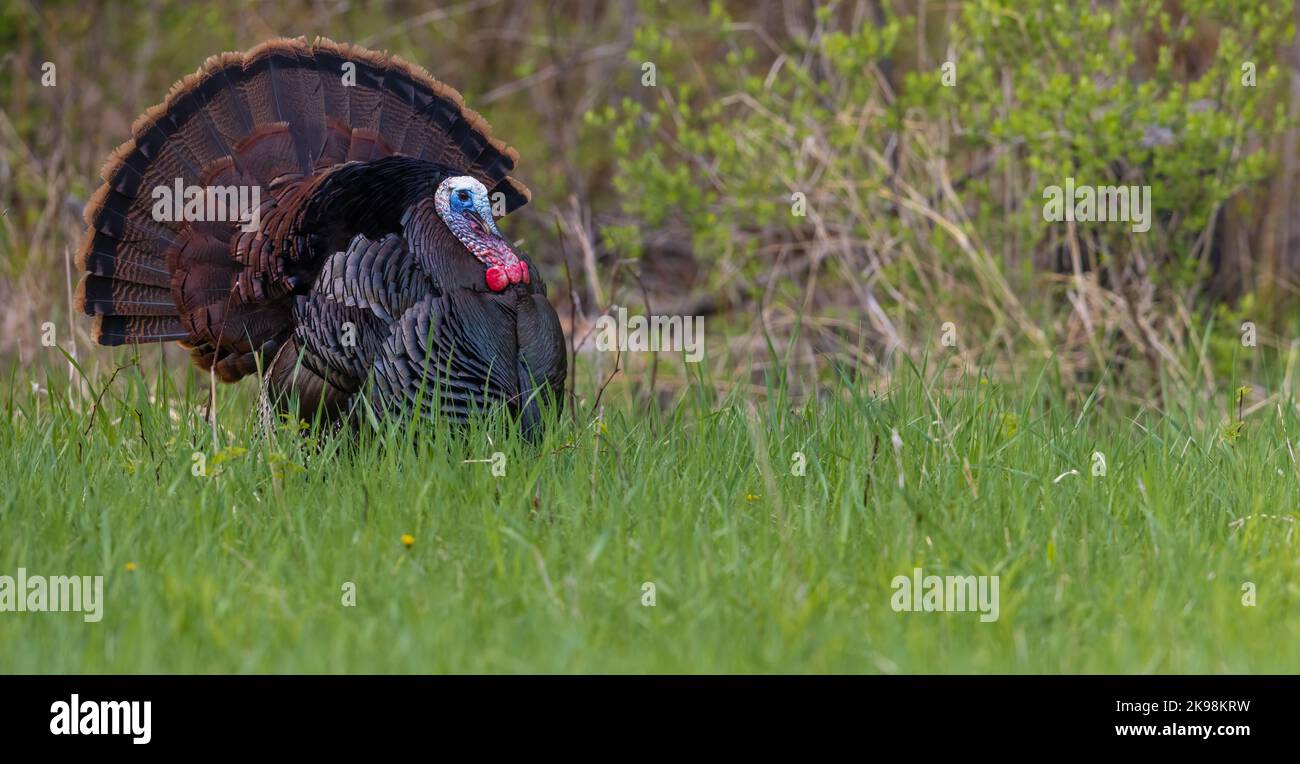 Strutting hi-res stock photography and images - Alamy