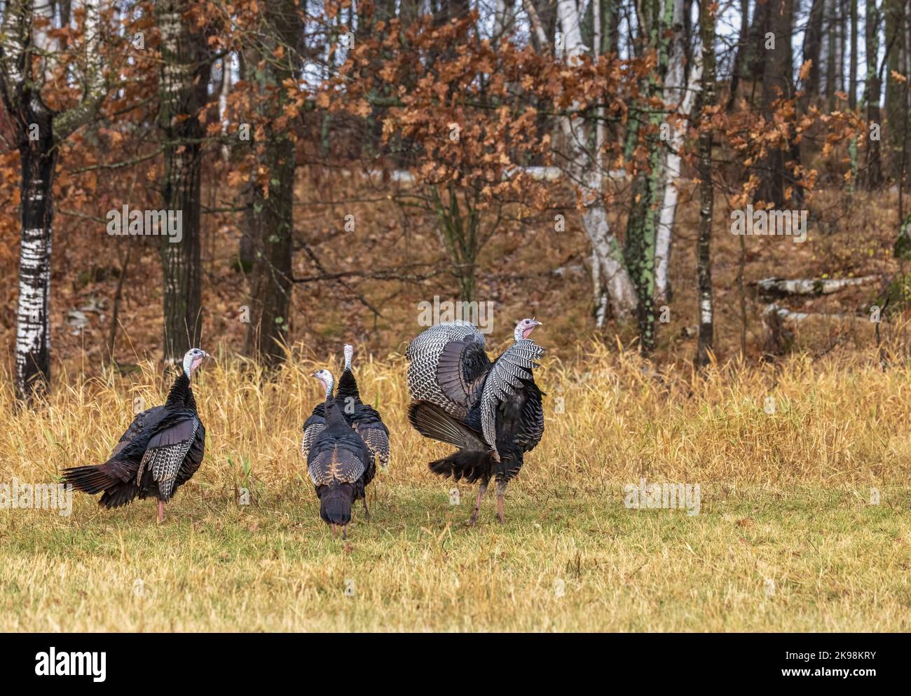 Raft of turkeys hi-res stock photography and images - Alamy