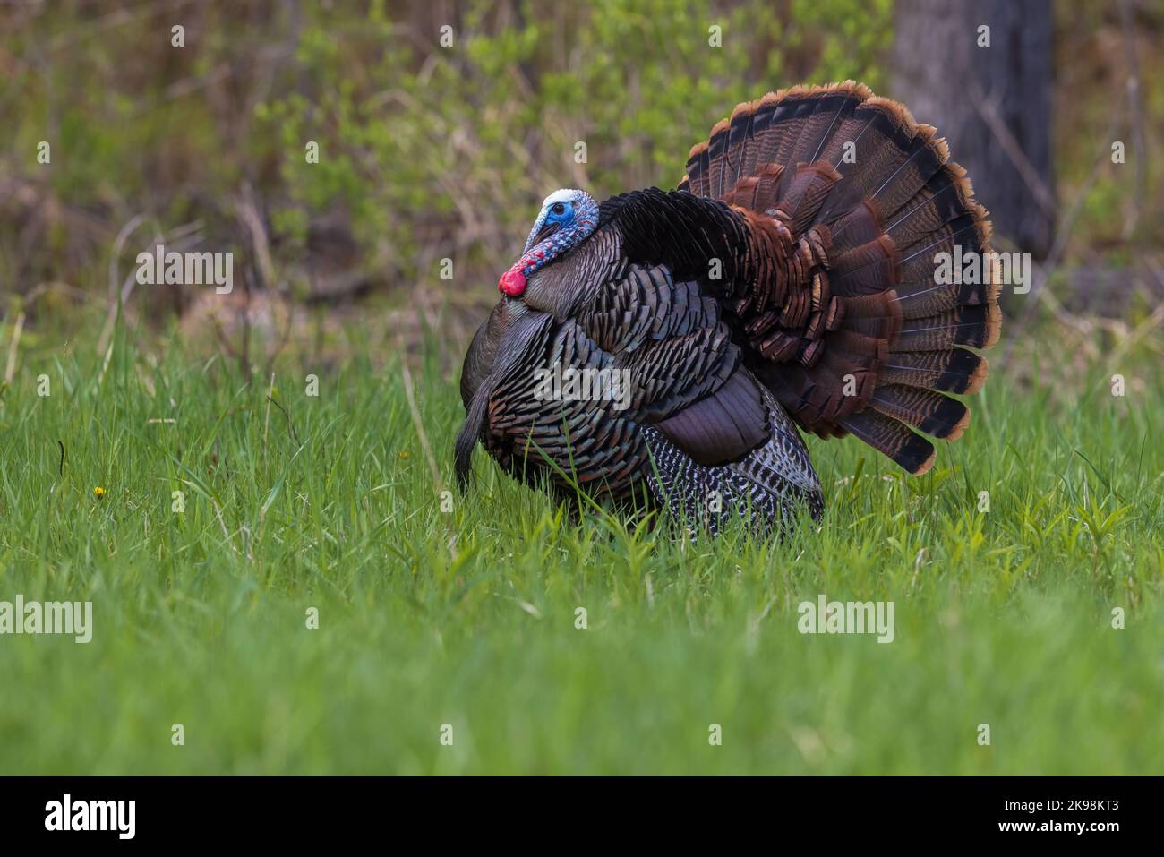 Tom turkey in northern Wisconsin Stock Photo - Alamy
